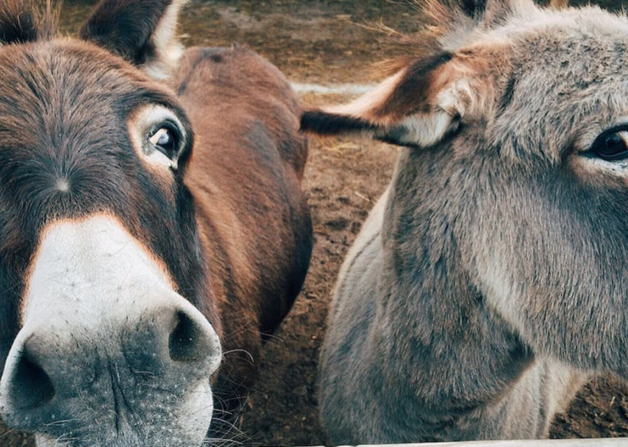 Risk en Compliance Management | Duthler Associates